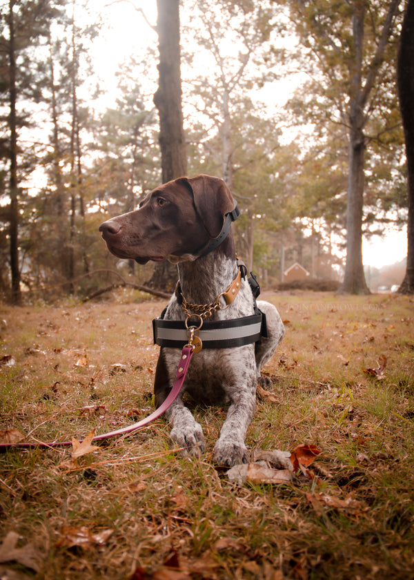 The Best Easy Walk Harness for 2021! - Paw Five