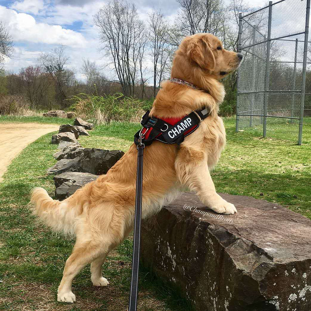 Paw Five: Building the Best Pet Supplies That Owners Trust