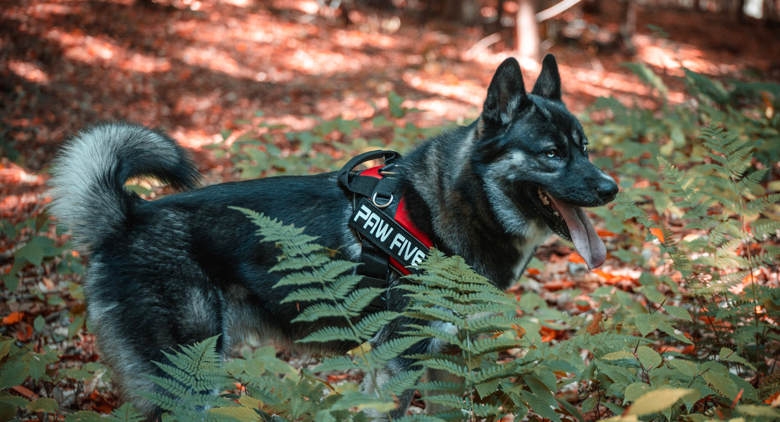 Paw Five: Building the Best Pet Supplies That Owners Trust