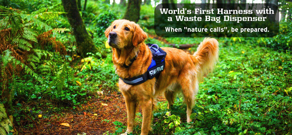 Paw Five: Building the Best Pet Supplies That Owners Trust